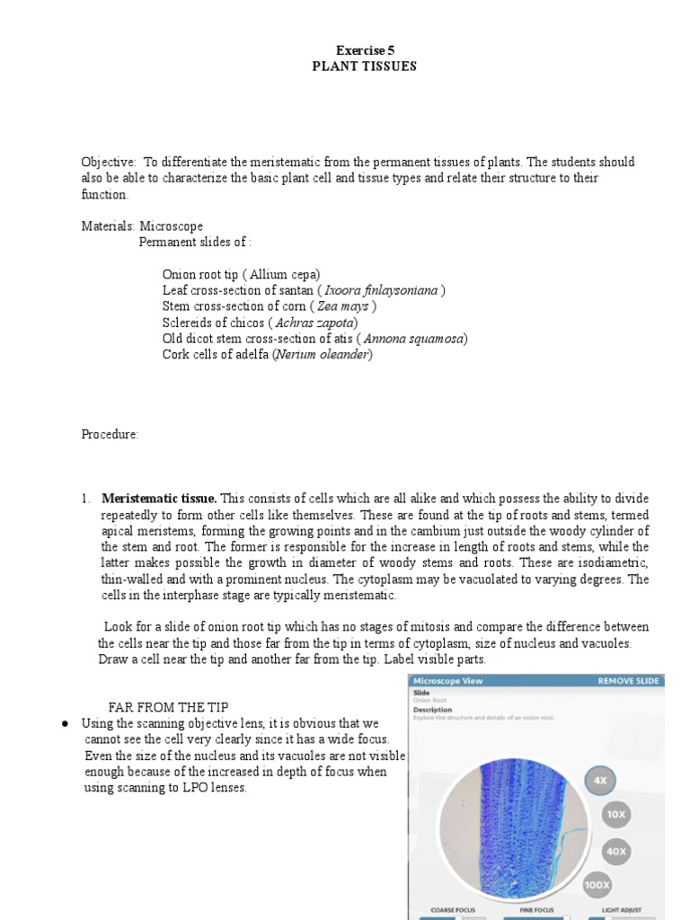 Exercise 5 (PLANT TISSUES) | PDF | Tissue (Biology) | Plant Stem
