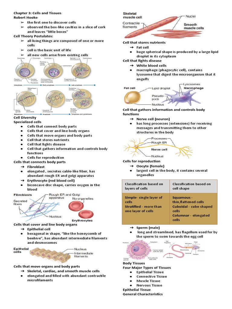 Cells and Tissues | PDF