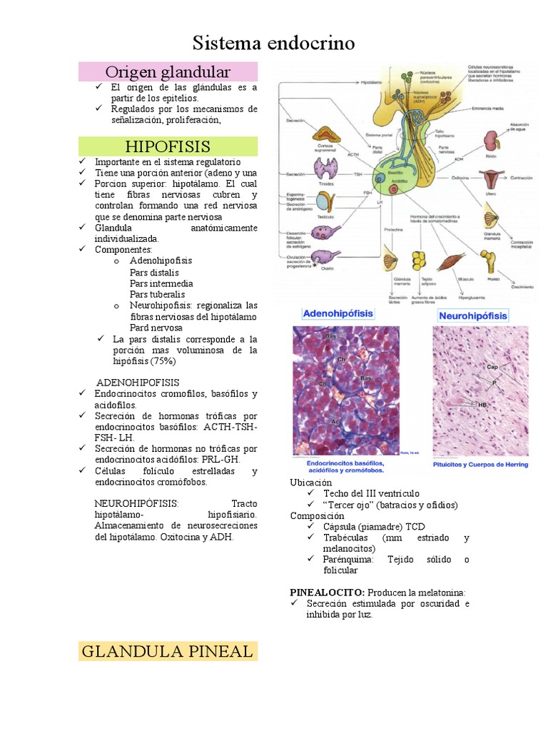 Sistema Endocrino | PDF | Glándula pituitaria | Sistema endocrino