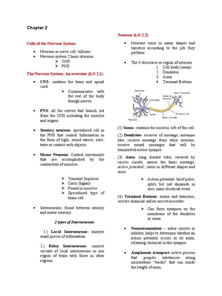Chapter 2 - Structure and Functions of Cells | PDF | Chemical Synapse ...