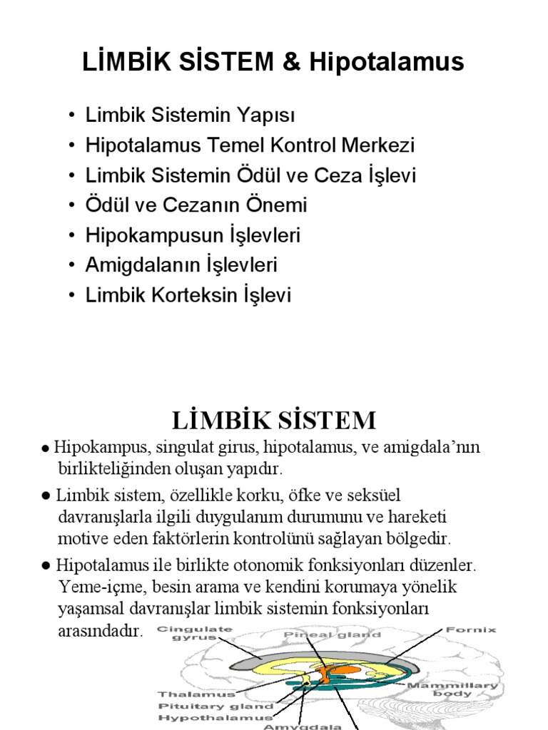 LİMBİK SİSTEM & Hipotalamus | PDF