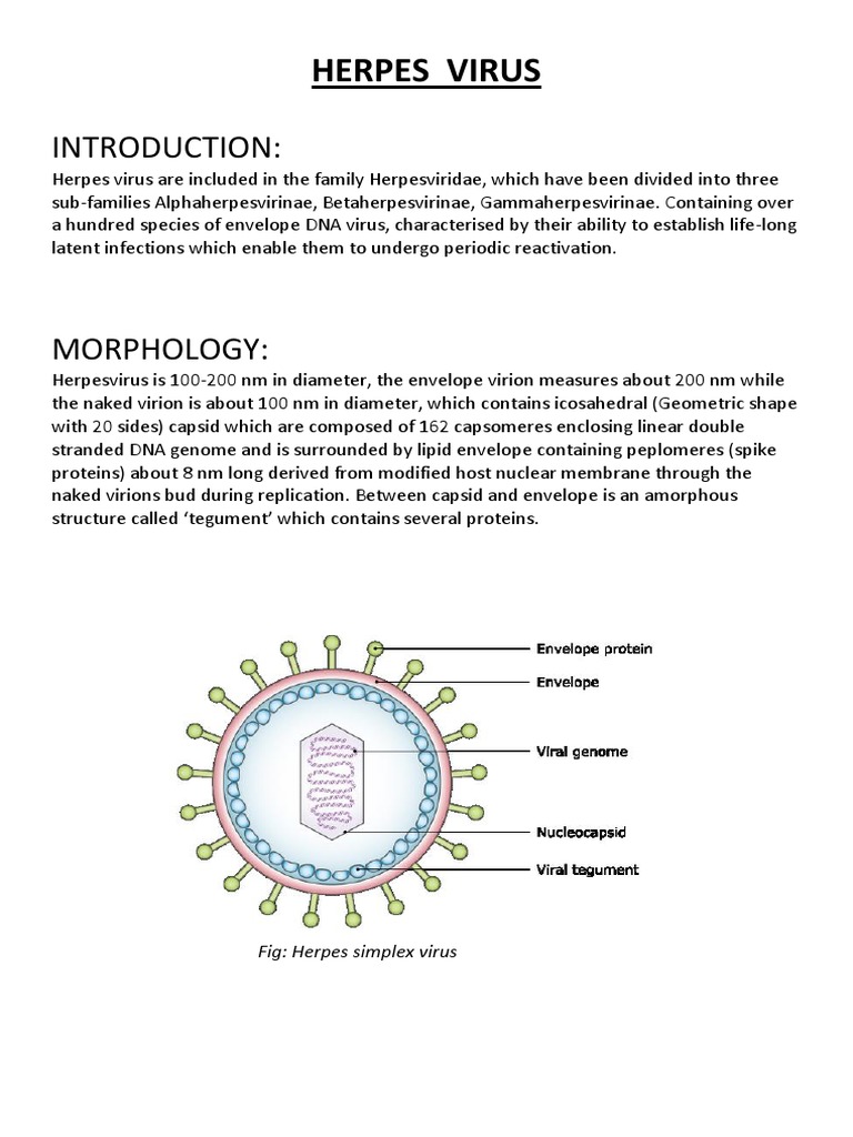 Herpes HSV & HZV | PDF | Herpes Simplex | Virus