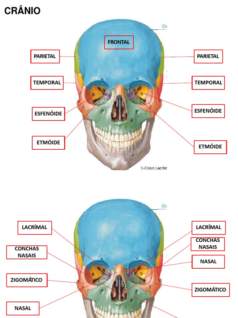 [Os Principais Ossos do Crânio e da Face] | PDF | Sistema Locomotor | Sistema Esquelético
