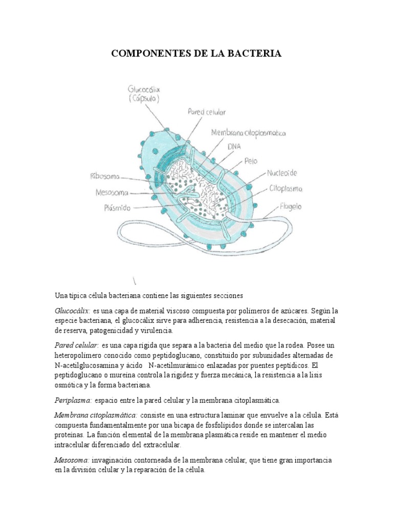 Componentes o Partes de La Bacteria | PDF | Las bacterias | Citoplasma