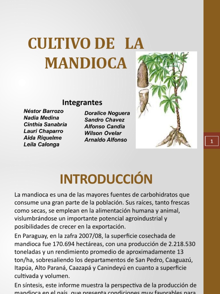 Cultivo de La Mandioca | PDF