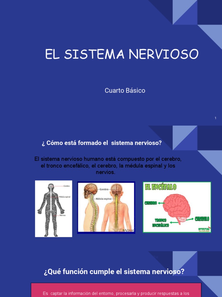 Presentación Sistema Nervioso (Retroalimentación 4° Básico) | PDF