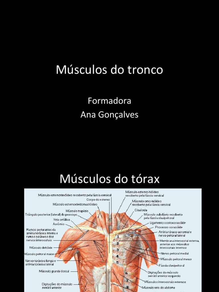 Principais Musculos Do Tronco – Tronco Anatomia – DMYDID