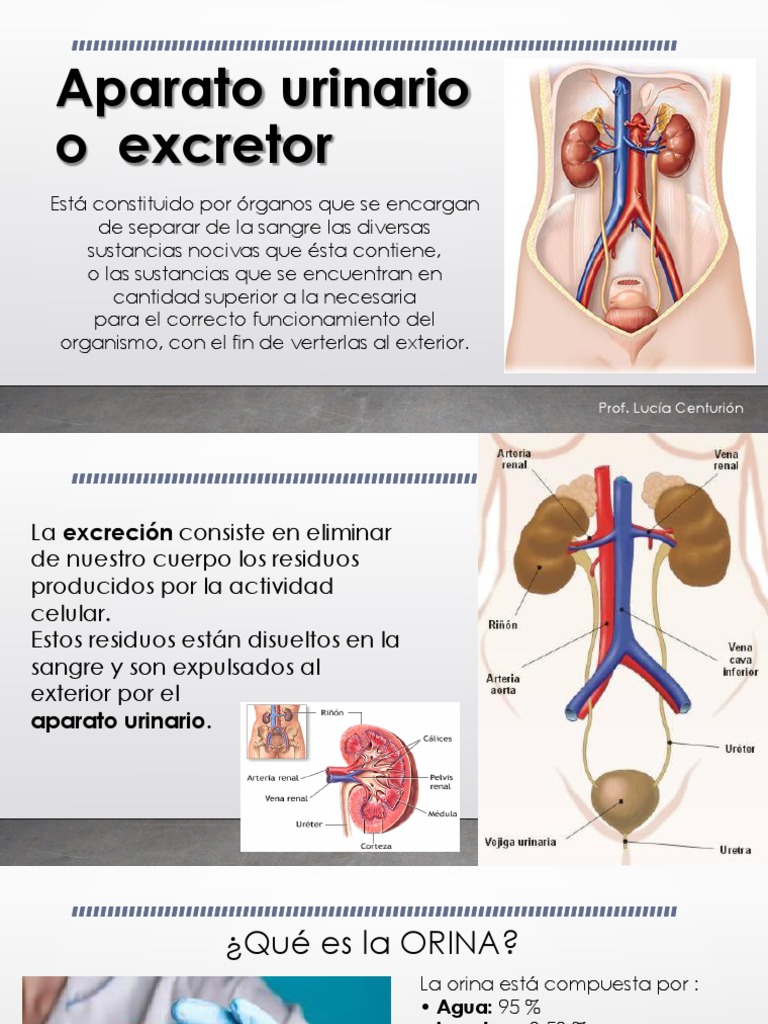 Aparato Urinario | PDF | Riñón | Sistema urinario
