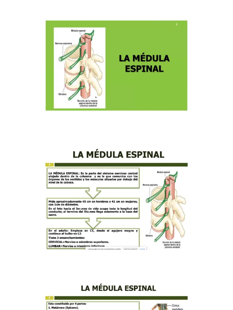Médula Espinal | PDF