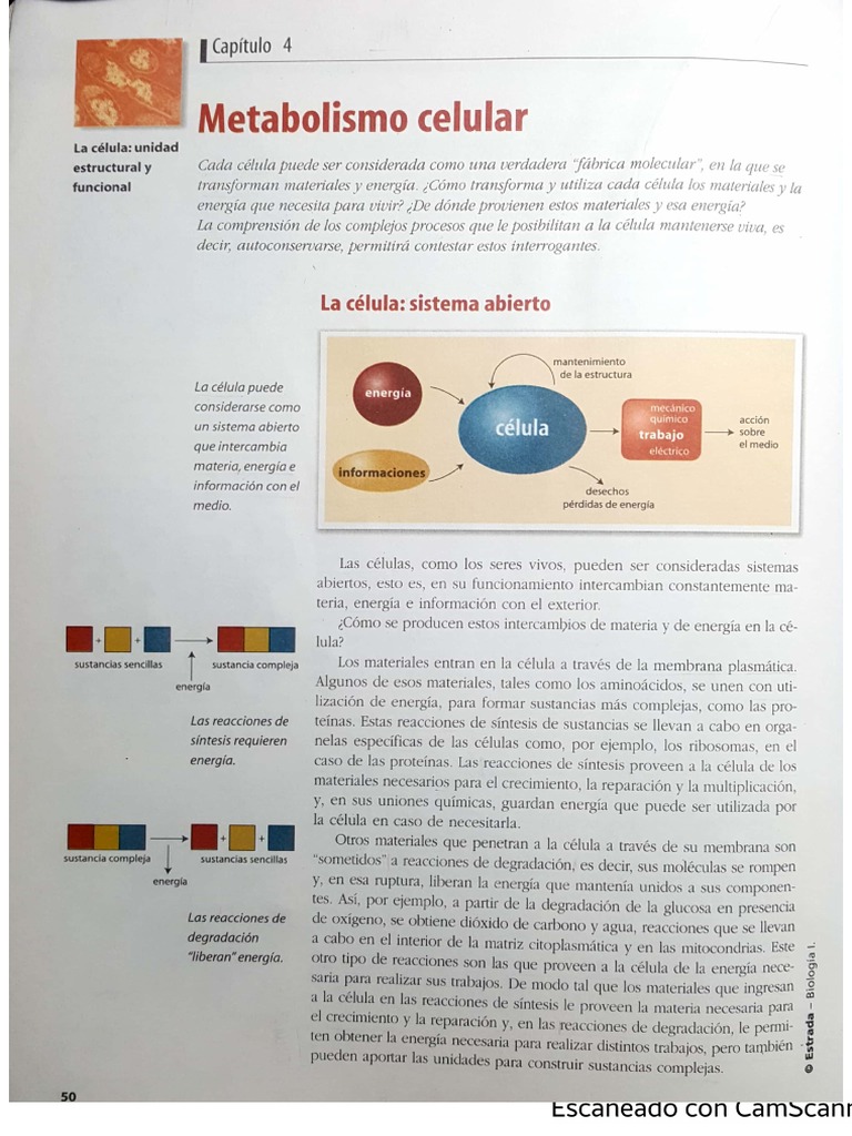 Metabolismo Celular | PDF