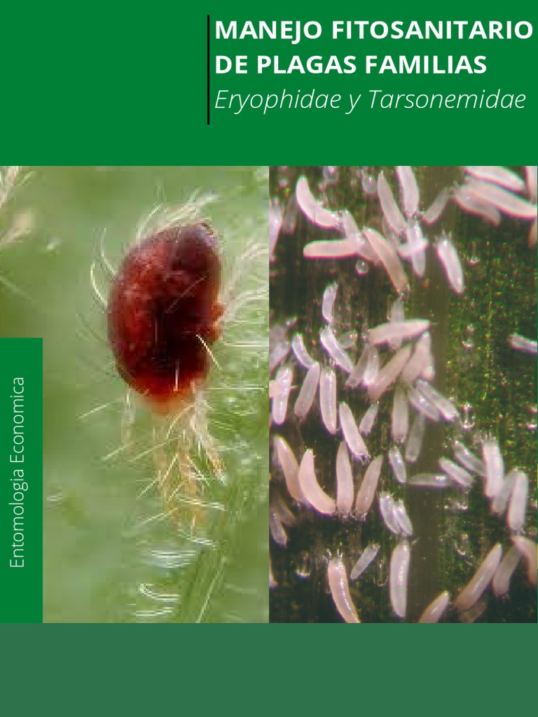 MANEJO FITOSANITARIO DE PLAGAS FAMILIAS Eryophidae y Tarsonemidae | PDF ...