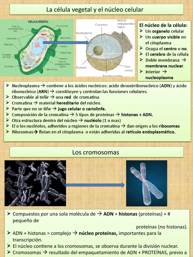 Cromosomas, Adn, Arn, Sintesis de Proteinas, Genes | PDF | Traducción ...