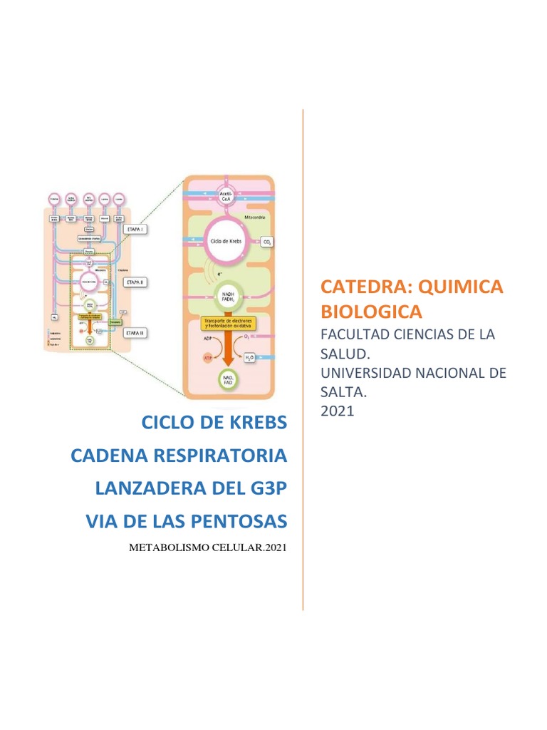 Ciclo De Krebs Vs Cadena Respiratoria: Diferencias – ABSHE