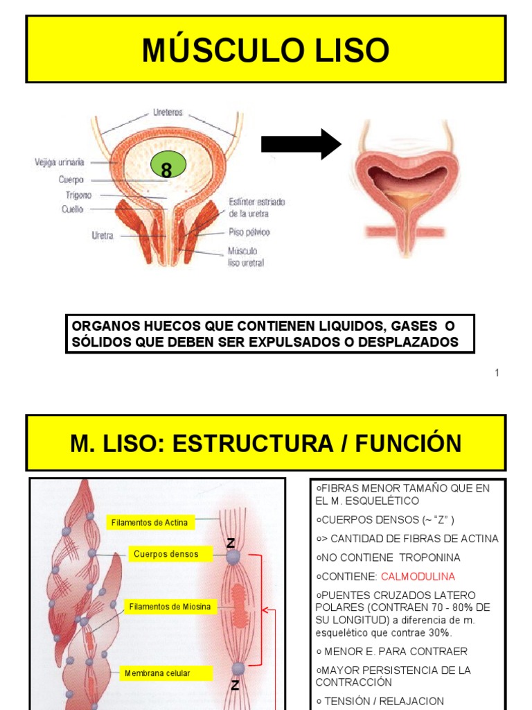 Músculo Liso | PDF | Músculo esquelético | Contracción muscular
