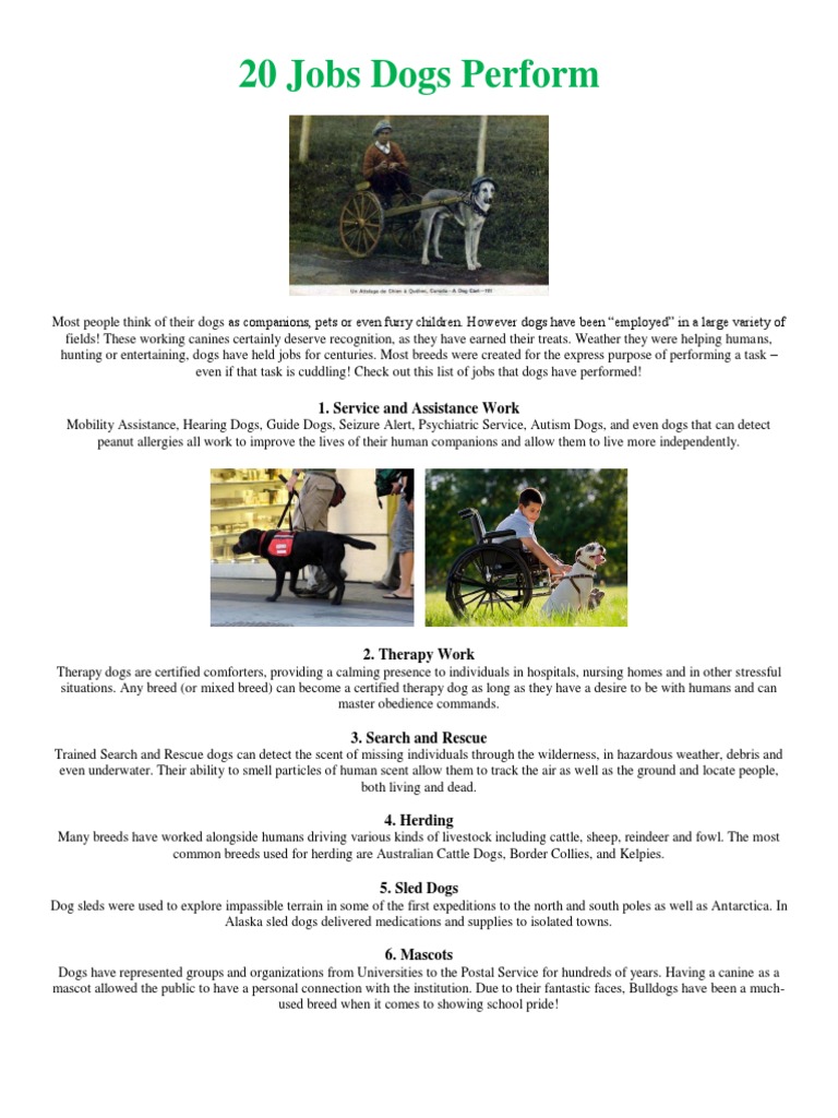 20 Jobs Dogs Preform | PDF | Police Dog | Dogs