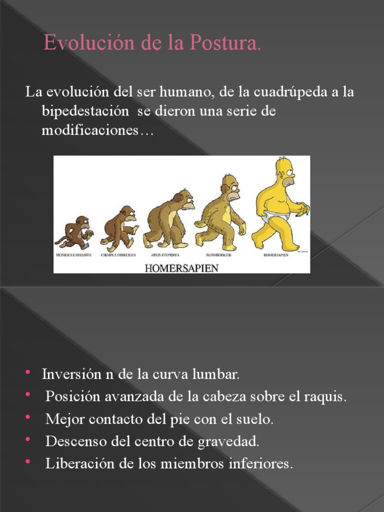 2° Parte POSTURA | PDF | Músculo esquelético | Bipedalismo