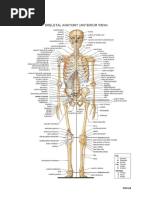 Human Skeleton All Bones Chart | PDF | Musculoskeletal System ...