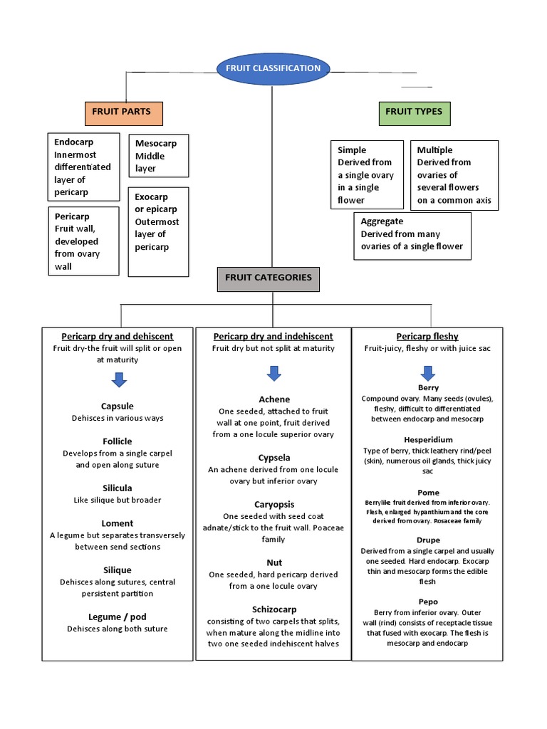 Fruit Classification | PDF | Fruit | Plant Morphology