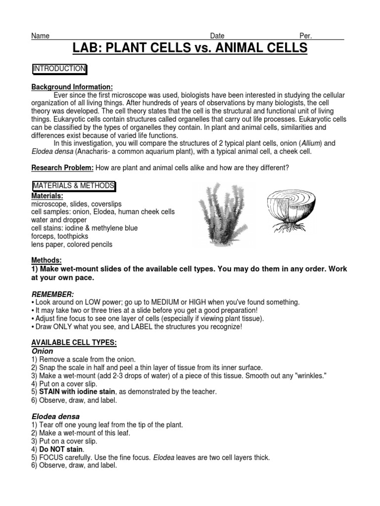 Plant vs. Animal Cells Lab Guide | PDF | Cell (Biology) | Staining