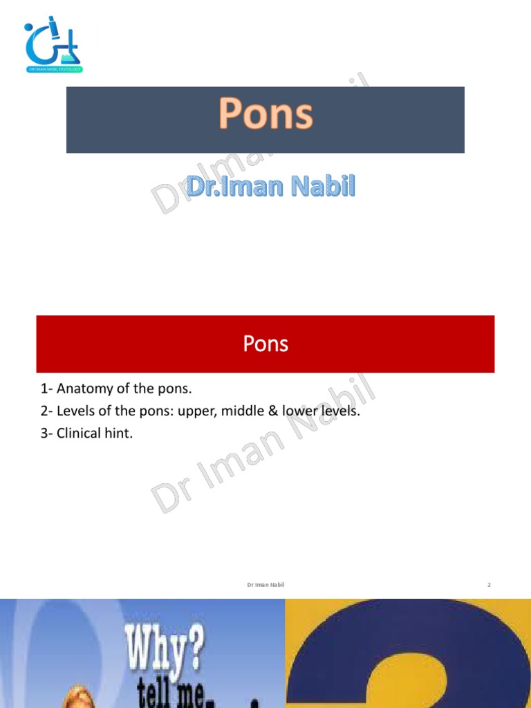 Pons | PDF | Cerebellum | Nervous System