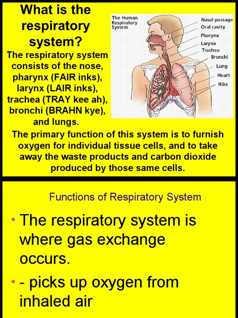 Respiratory System | PDF | Lung | Respiratory System