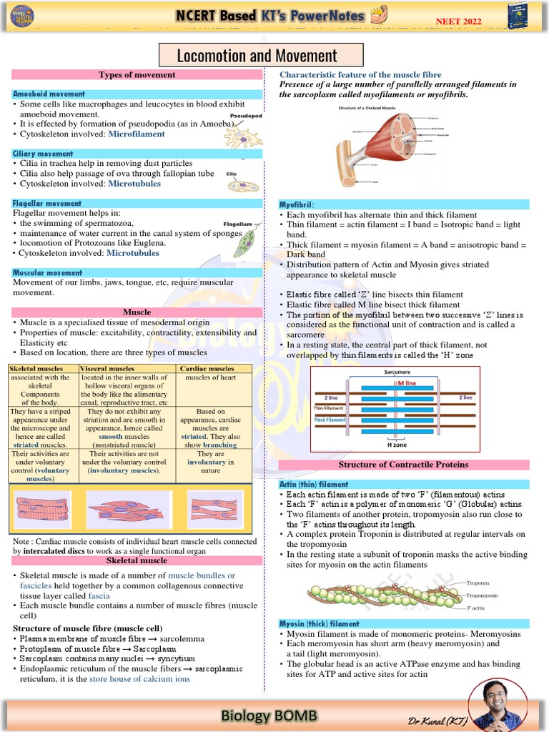 Class 11 Locomotion & Movement Notes | PDF | Cardiac Muscle | Skeletal ...