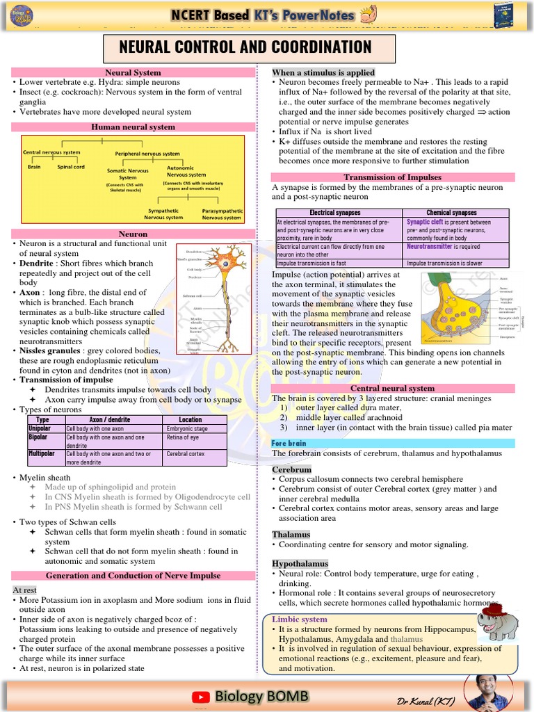 Neural Control & Coordination Powernotes | PDF | Neuron | Synapse