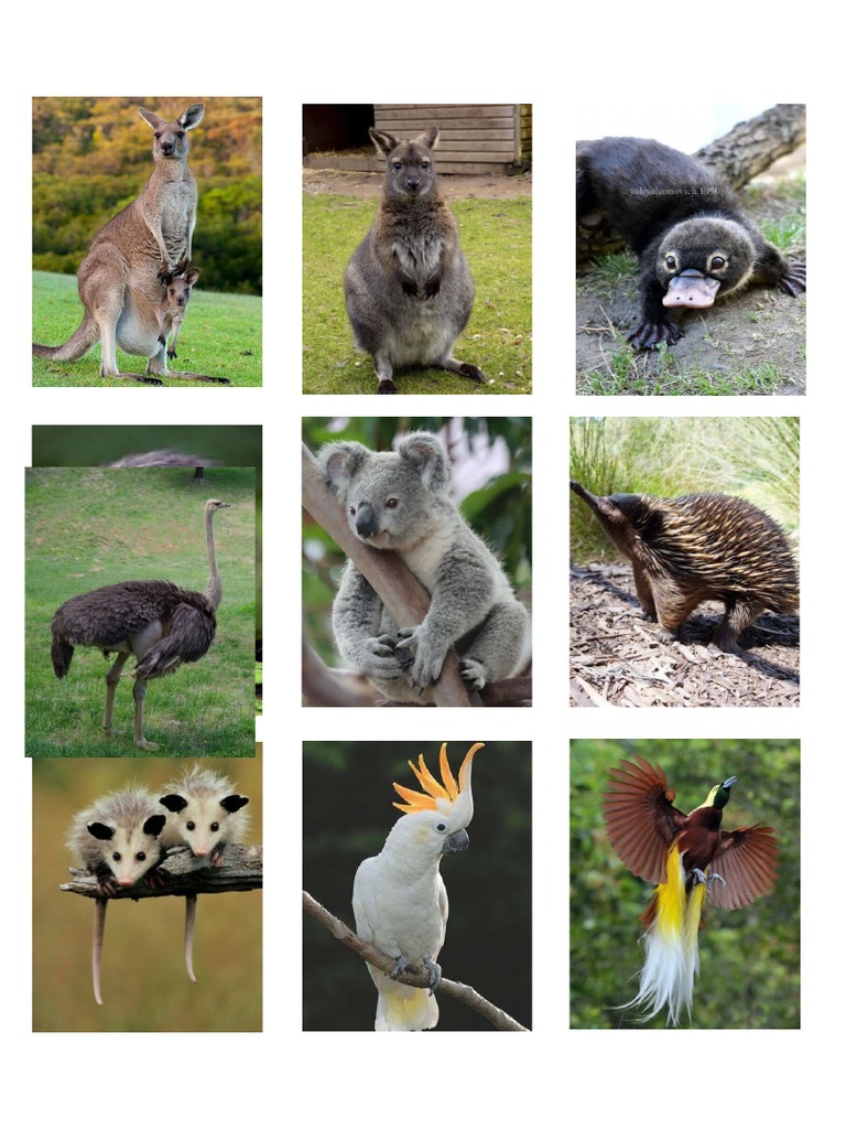 Fauna Wilayah Australia | PDF