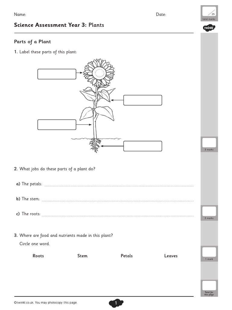 Science Assessment Grade 3 Plants (Twinkl) | PDF | Pollination | Plants