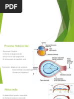 Formación de la Notocorda | PDF