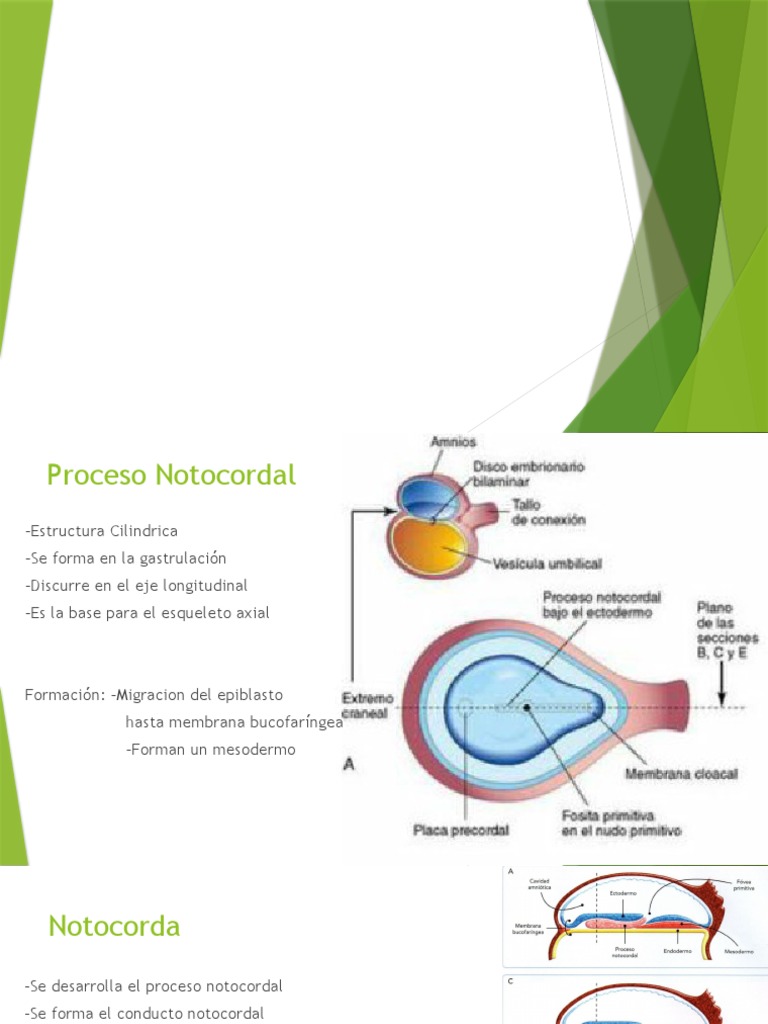 Formación y Función de la Notocorda | PDF