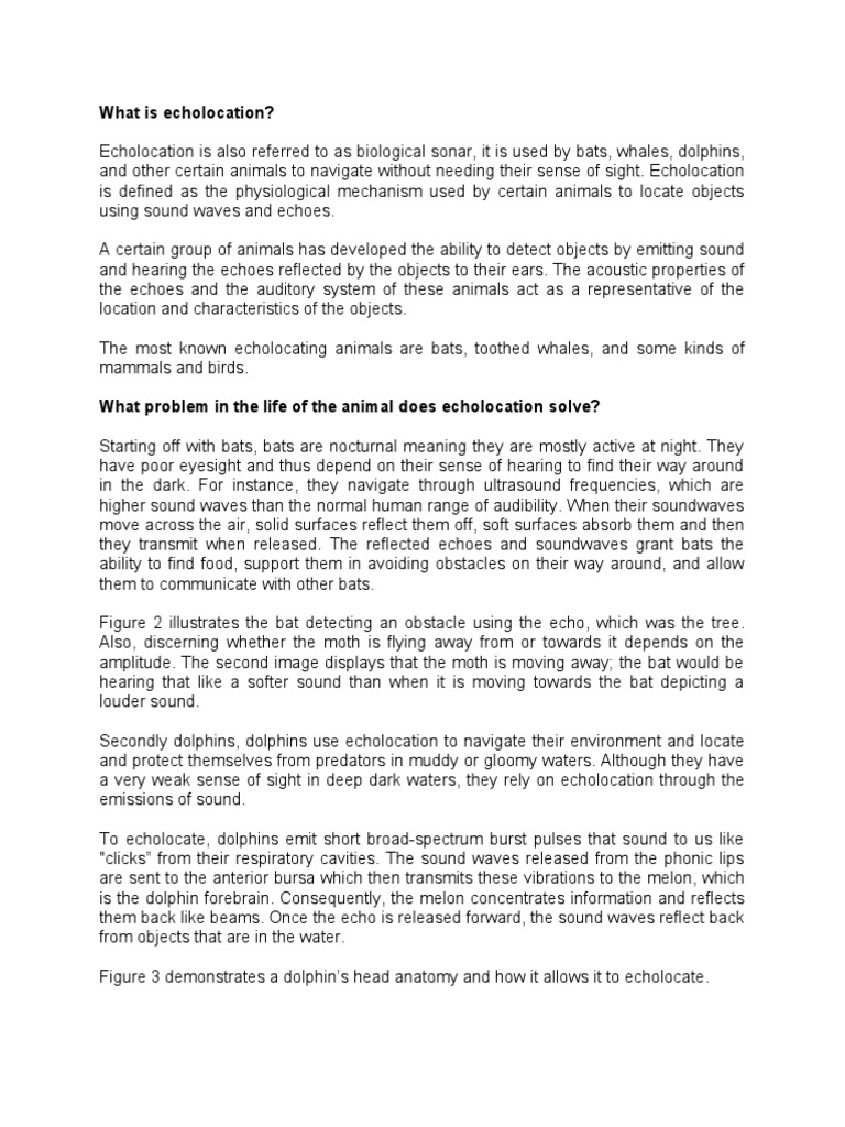 Echolocation in Animals | PDF | Bat | Hearing