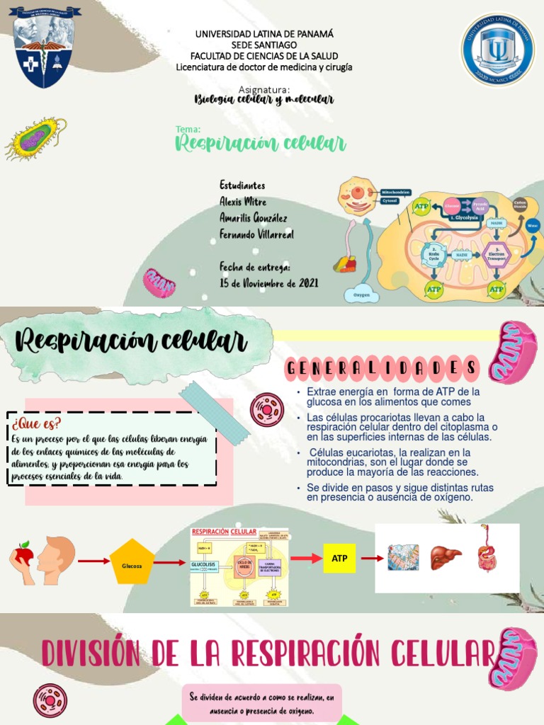 Respiracion Celular Grupo #3 Biologia Molecular y Celular | Descargar ...