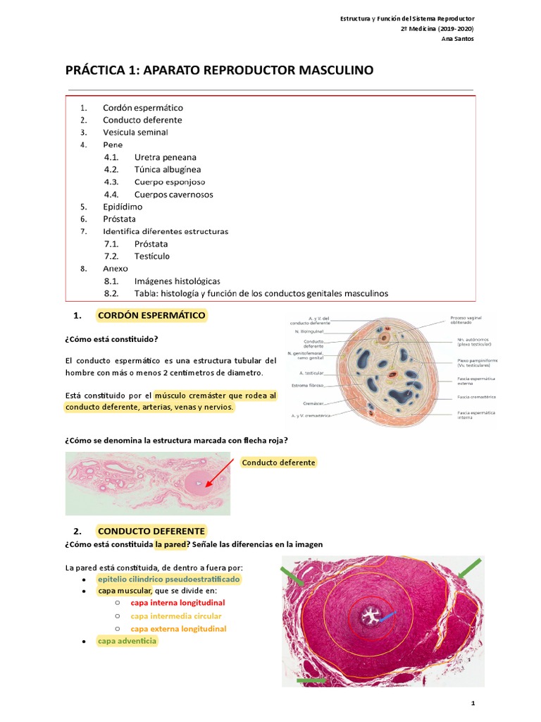 Sistema Reproductor Masculino | PDF | Epitelio | Anatomía
