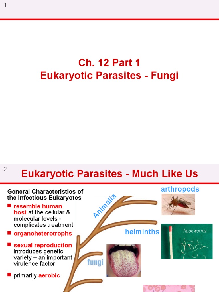 Ch 12 Eukaryotic Parasites Fungi Pdf Fungus Yeast