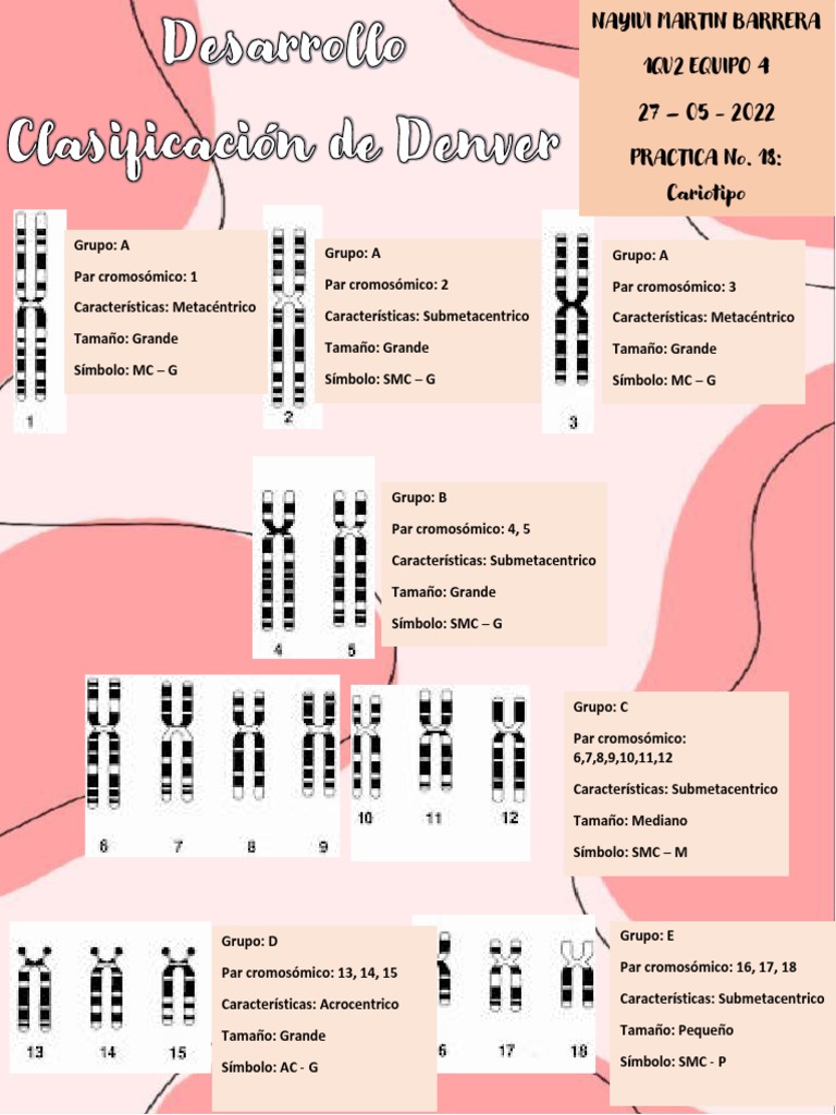 DDF - Clasificación de Denver | PDF | Citoplasma | Histología