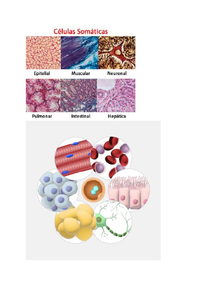 Celulas Somaticas | PDF