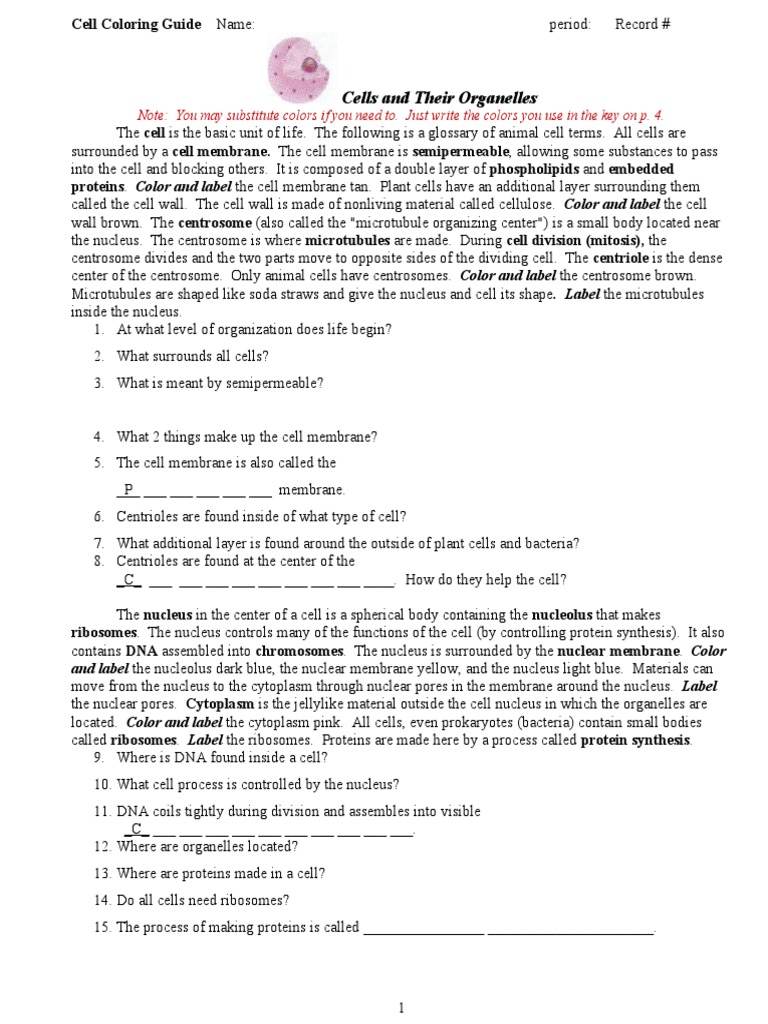 Cell Coloring Guide | PDF | Endoplasmic Reticulum | Cell (Biology)