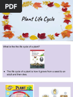 Grade 6 - Classification of Plants | PDF