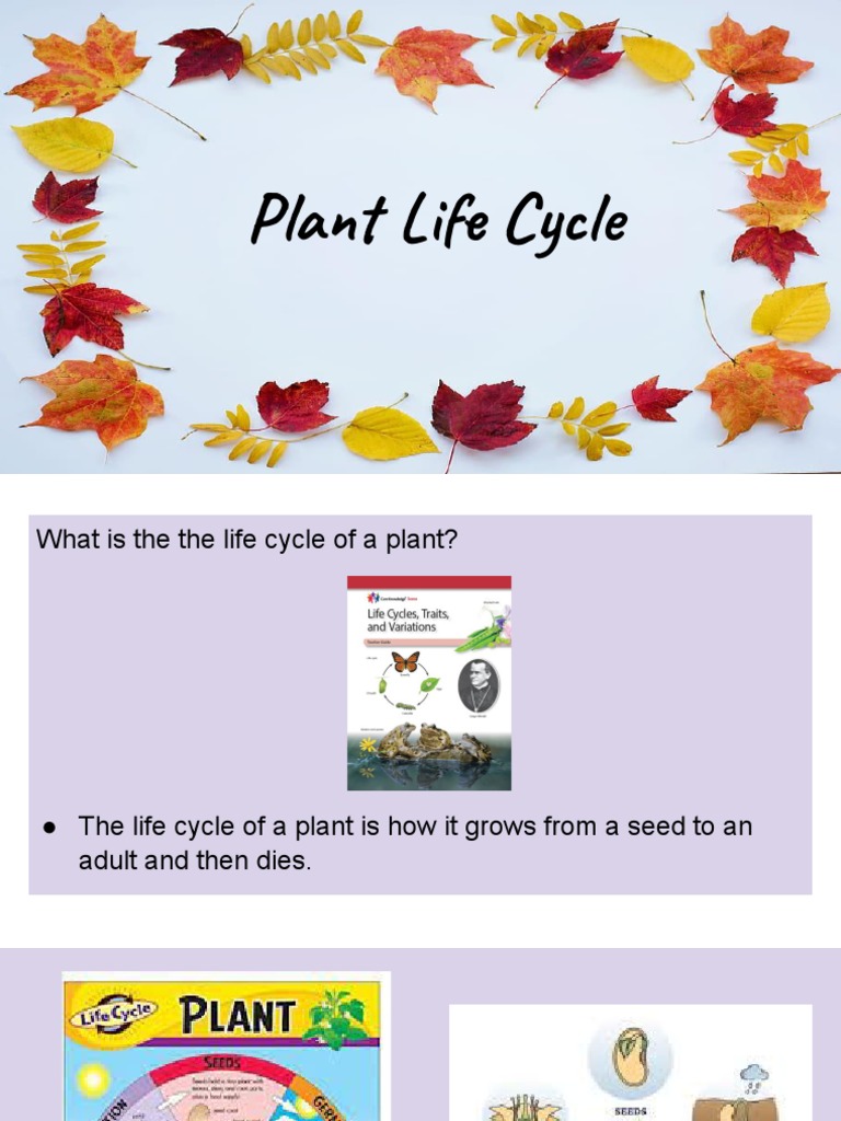 Plant Life Cycle for 3rd Graders | PDF