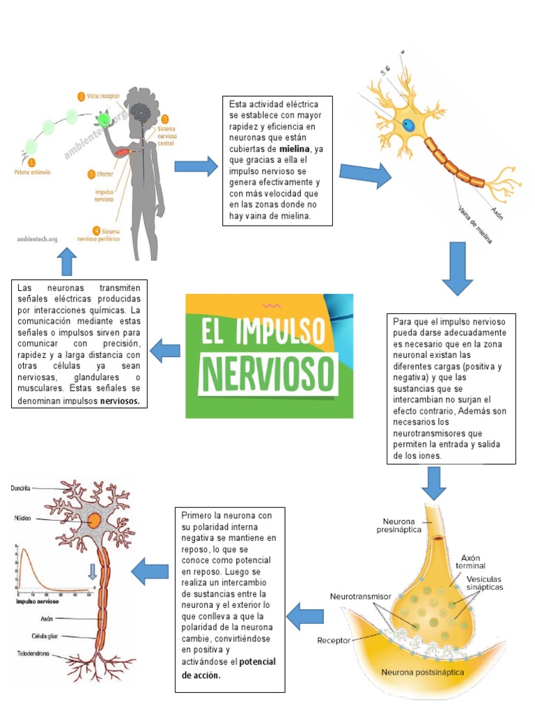 Impulso Nervioso: Definición y Proceso | PDF | Neurona | Potencial de ...