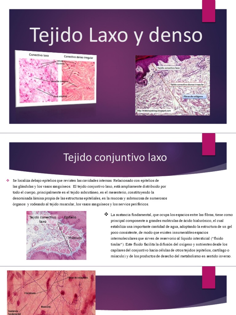 Exposición Tejido Laxo y Denso | PDF | Tejido conectivo | Epitelio