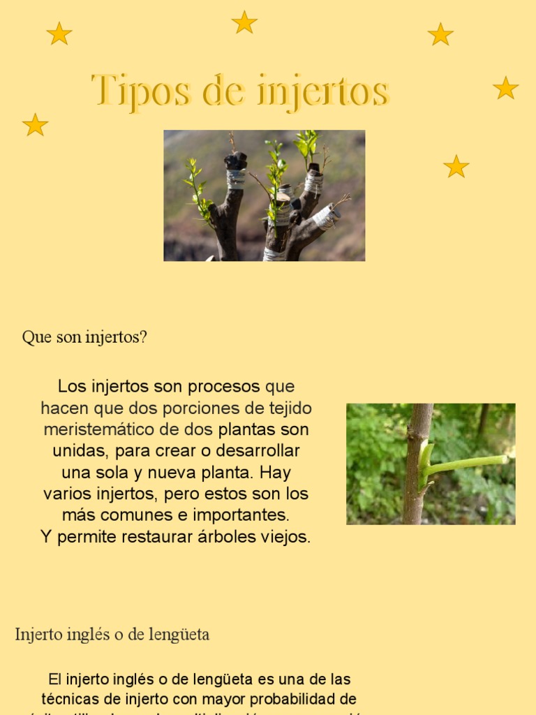 Tipos de Injertos | PDF