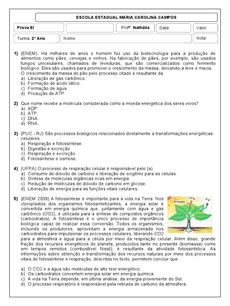 Prova EI 2º Ano | PDF | Célula (Biologia) | Citoplasma