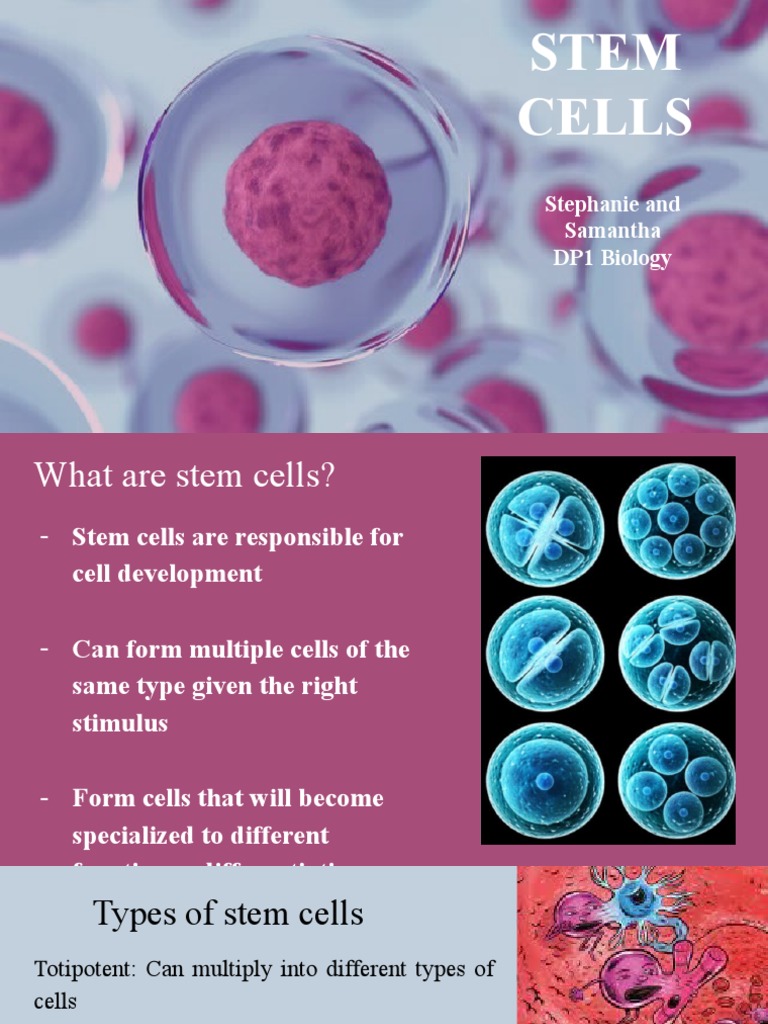 PowerPoint On Stem Cells Topic 1 IB Biology | PDF | Cell Potency | Stem ...