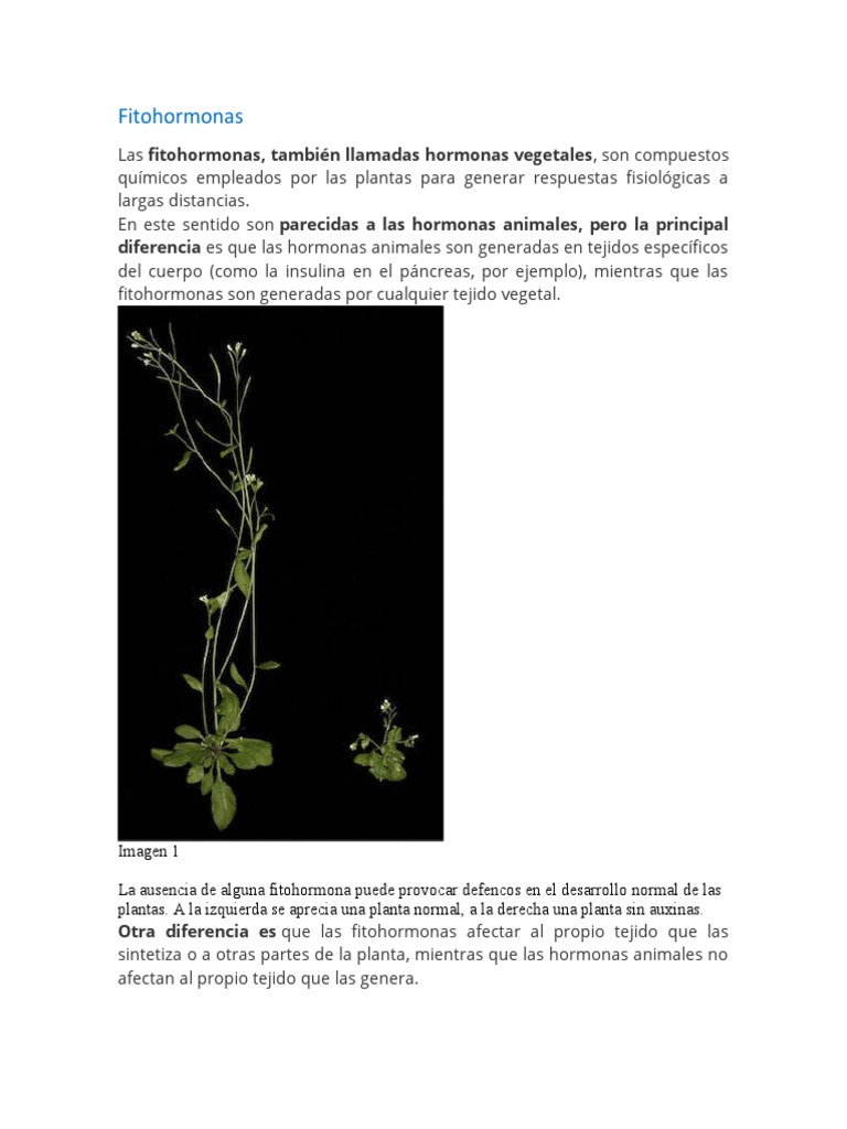 Fitohormonas | PDF | Hormona Vegetal | Auxina