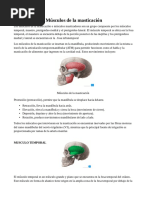 Músculo Mentoniano | PDF | Cara | Anatomía humana