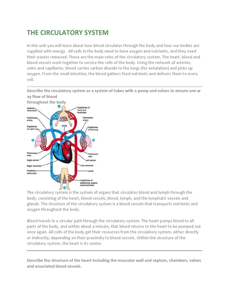 Circulatory System | PDF | Heart | Blood
