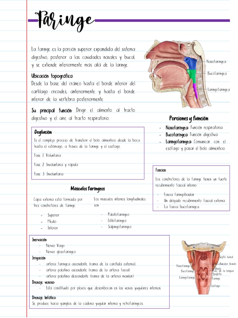 Faringe, Esofago, Estomago, Intestino Delgado | PDF | Estómago | Esófago