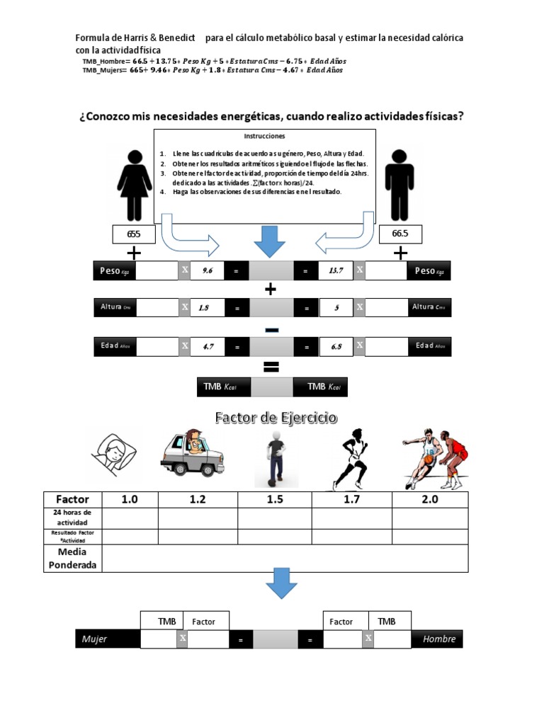 Fórmula Harris-Benedict Hombre y Actividad | PDF